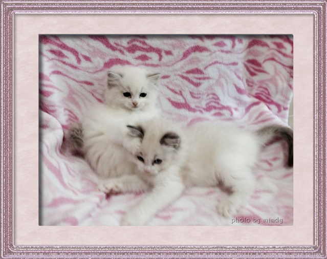 Available Ragdolls